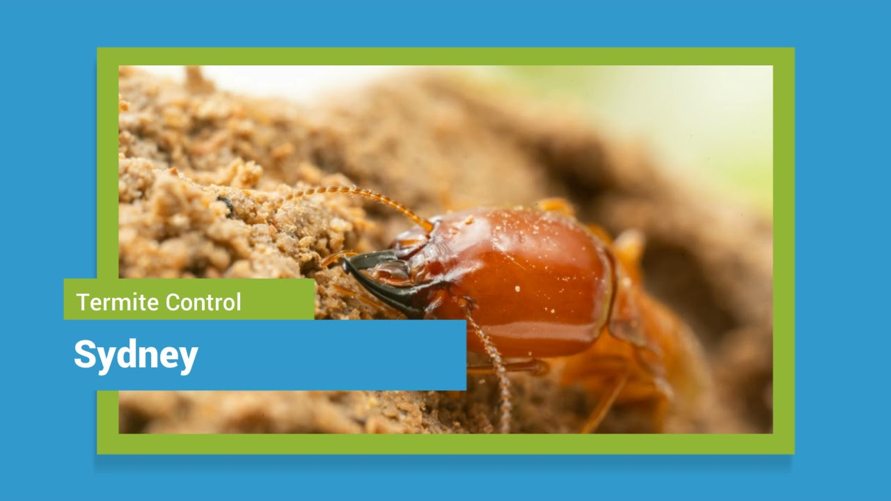Termite Control Company in Sydney | QS Pest Control
