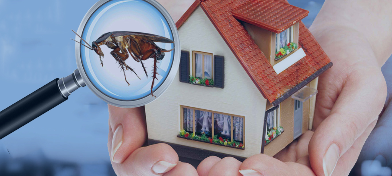 Advantages of Residential Pest Control Services | QS Pest Control