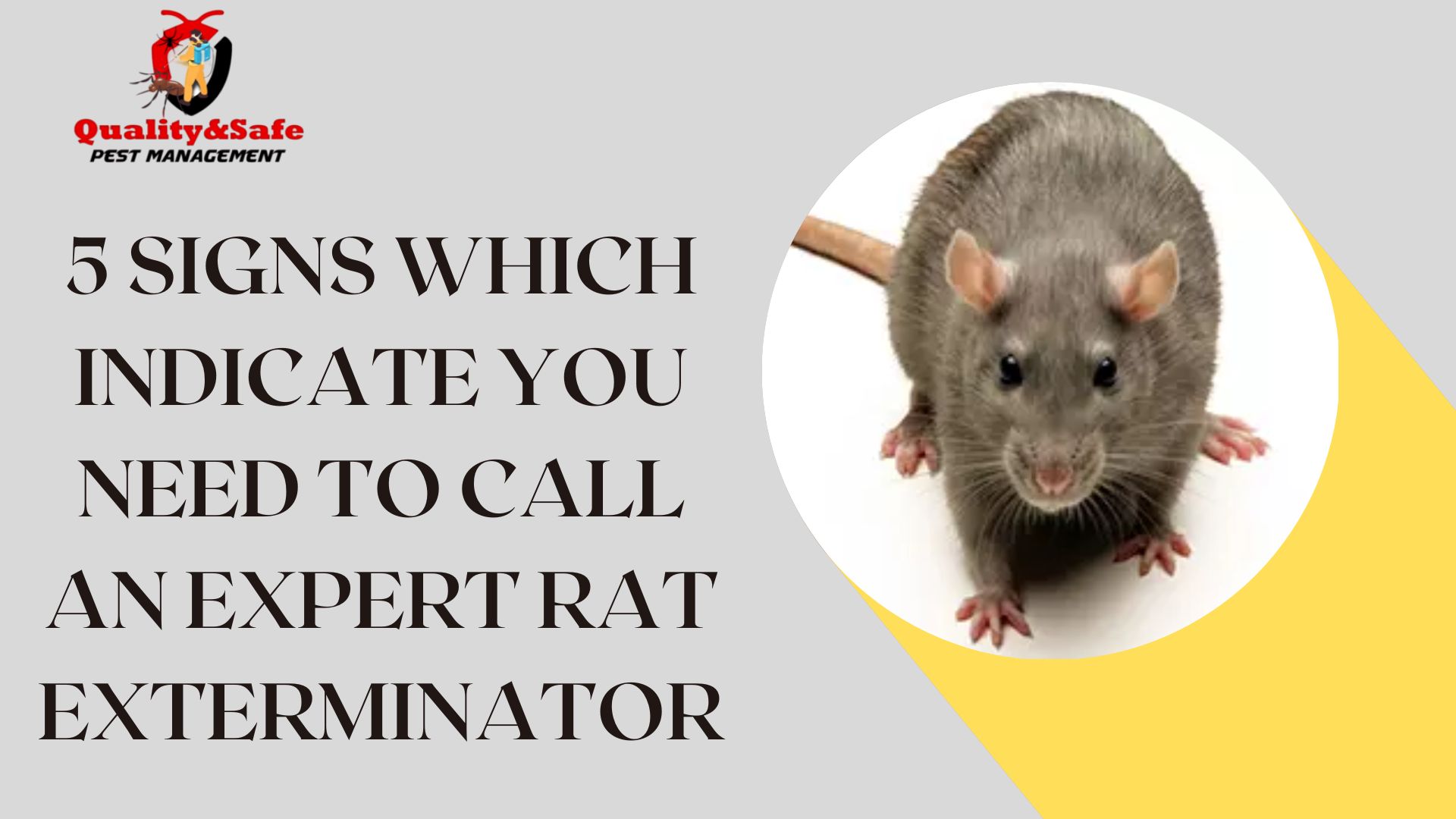 5 Signs Which Indicate You Need To Call An Expert Rat Exterminator